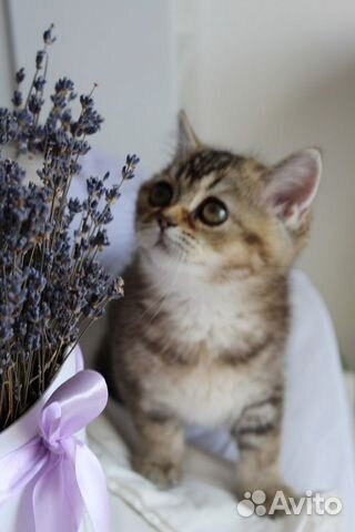 Скоттиш страйт