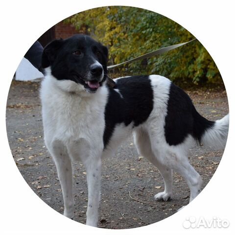 Красавица Ирма ищет Дом