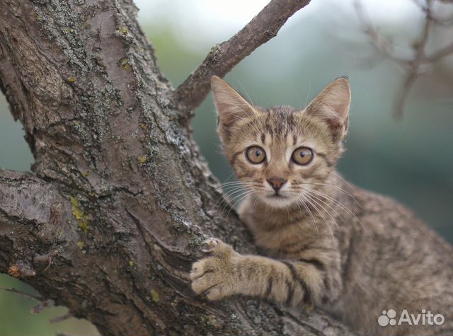 Ктёнок похожий на Рысь