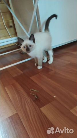 Котëнок в дар(девочка)