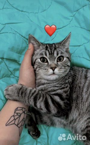 Британский прямоухий кот