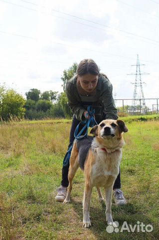 Очень красивая собака хочет найти своих родителей