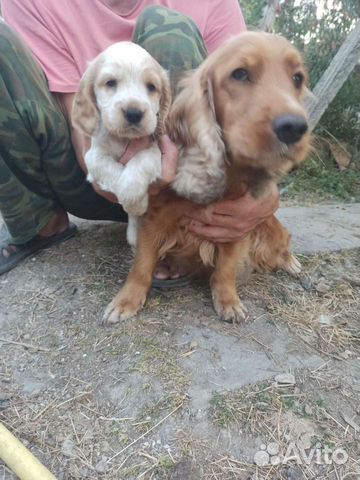 Щенки кокер спаниеля