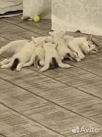 Котята снежки