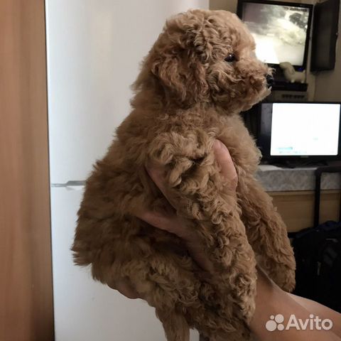 Щенок той пуделя