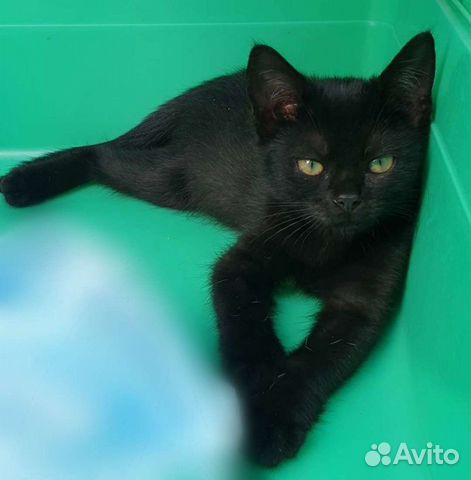 Ждëт хозяев Котенок 2,5 месяца