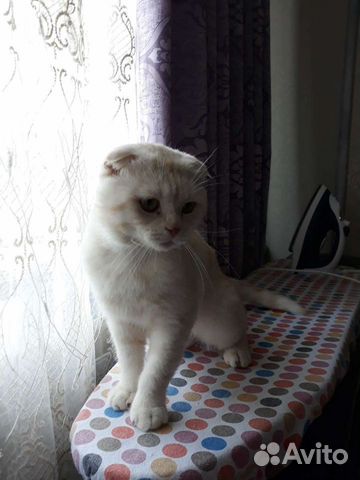 Шотландский вислоухий кот