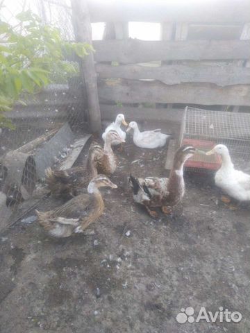 Инкубационные яйца