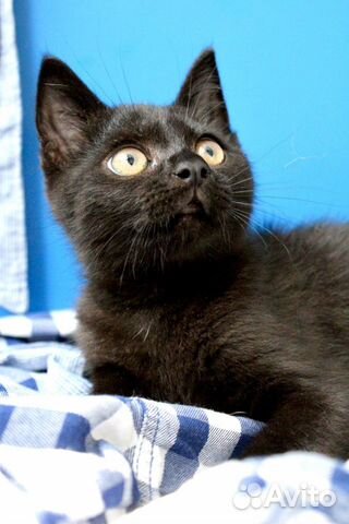 Забавный домовой