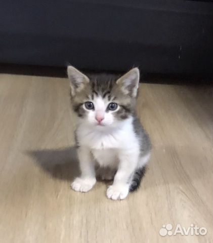 Котенок