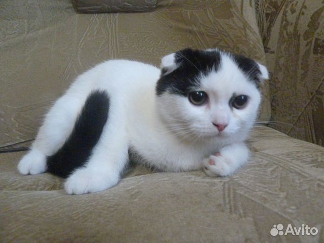 Очаровательный шотландский котик