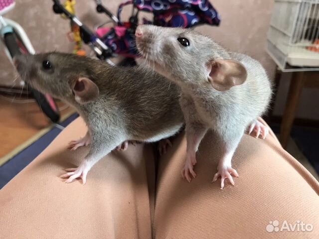 Крысята агути мальчики