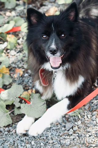 Метис самоеда в добрые руки