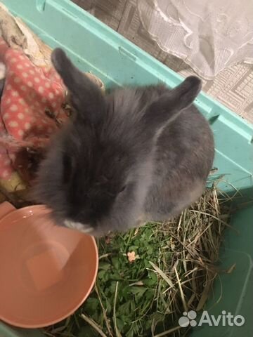 Декоративные кролики