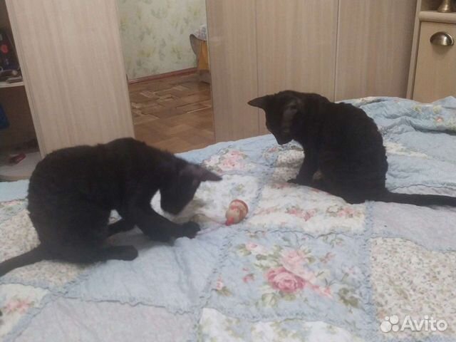 Два очень чёрных братика корниш-рекс