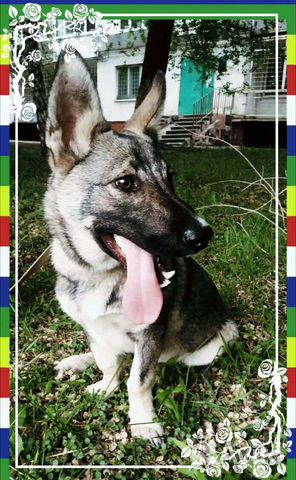 Размером с корги