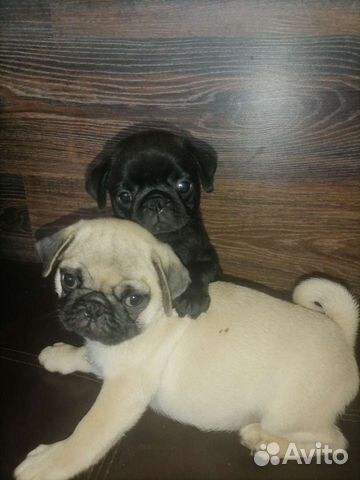 Мопсикис документами РКФ