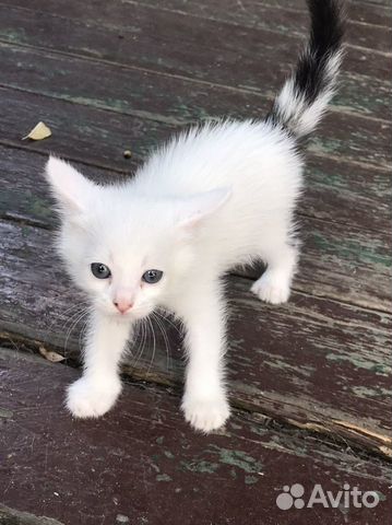 Котенок