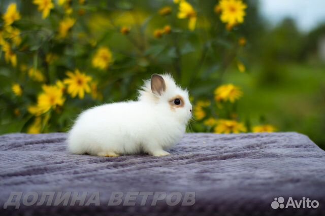 Белый декоративный кролик, мальчик