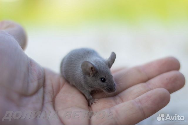 Декоративная мышь голубая, девочка