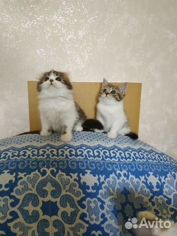 Шотландские котята