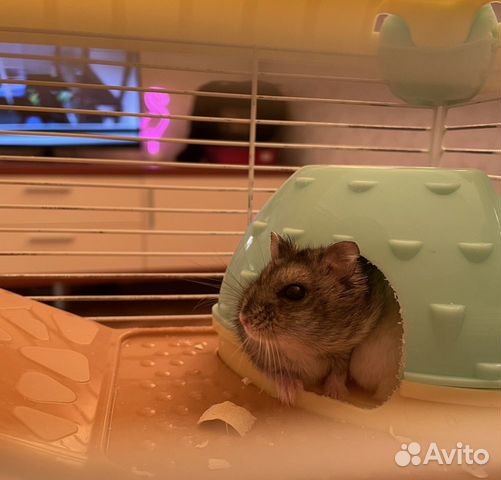 Хомяки с клеткой