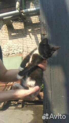 Котята