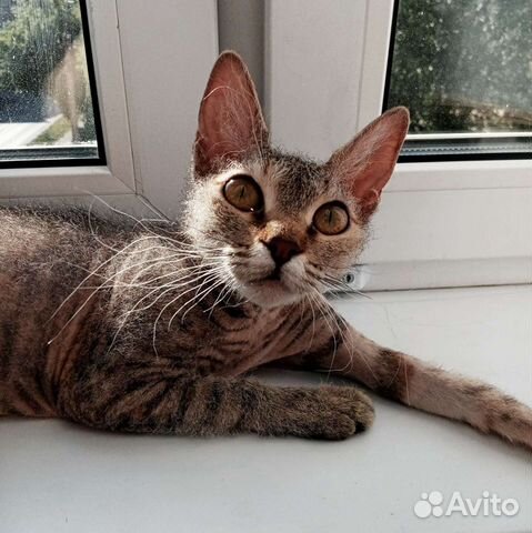 Отдам в добрые руки