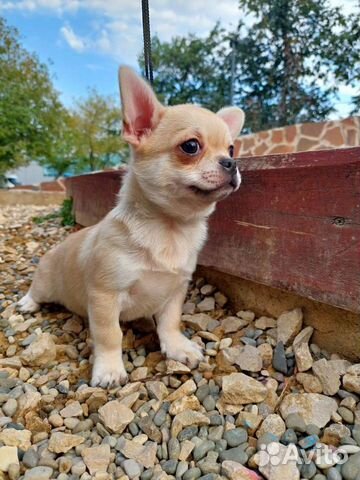 Упитанный и воспитанный мальчик чихуахуа