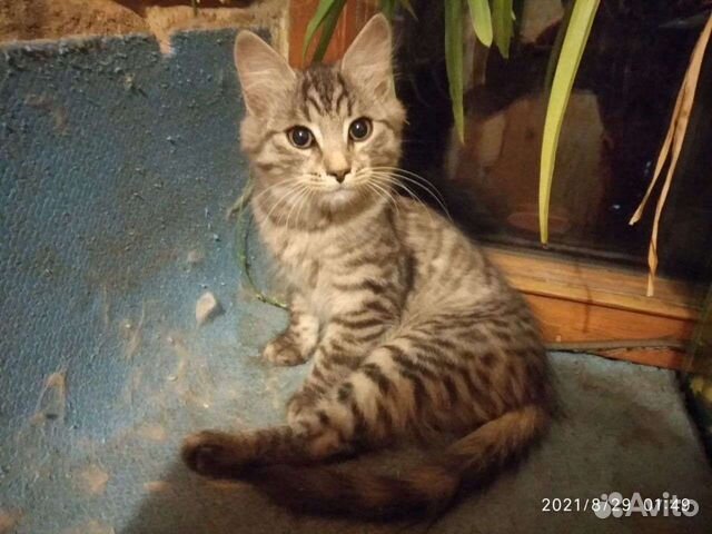 Котята в добрые руки мальчики
