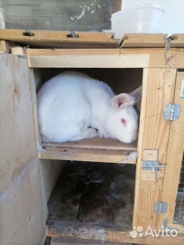 Кролики фландер