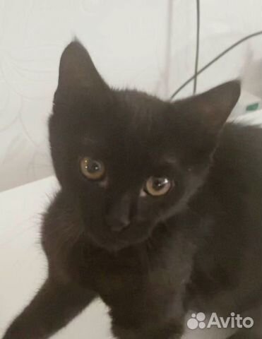 В добрые руки