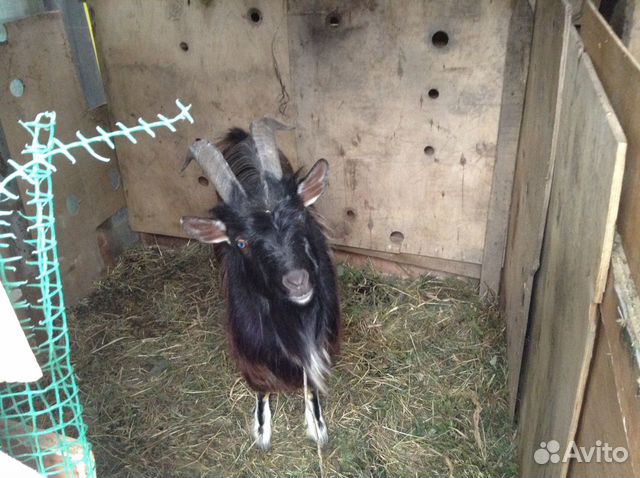 Продается козёл