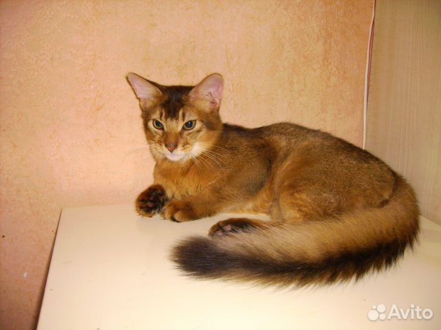 Мальчик сомали, 5 мес