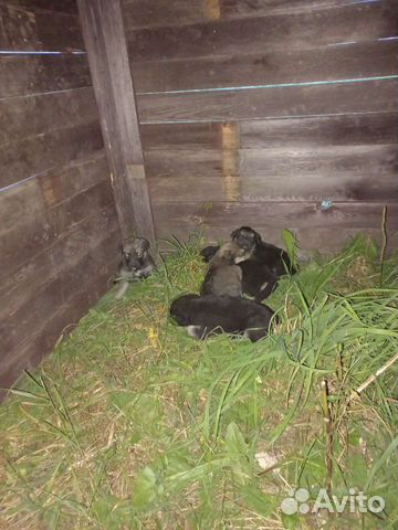 6 щенят ищут дом