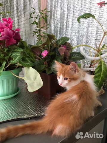 Кот - Бантик