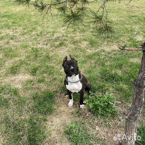 Стаффордширский терьер