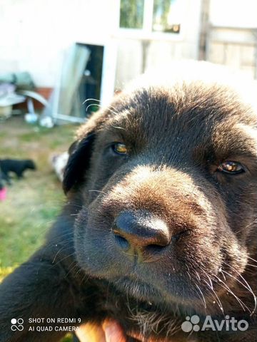 Щенки в добрые руки