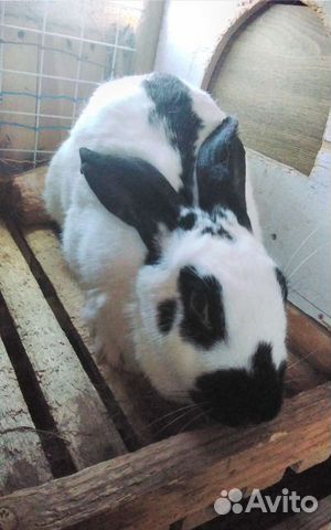 Крольчиха крольчата