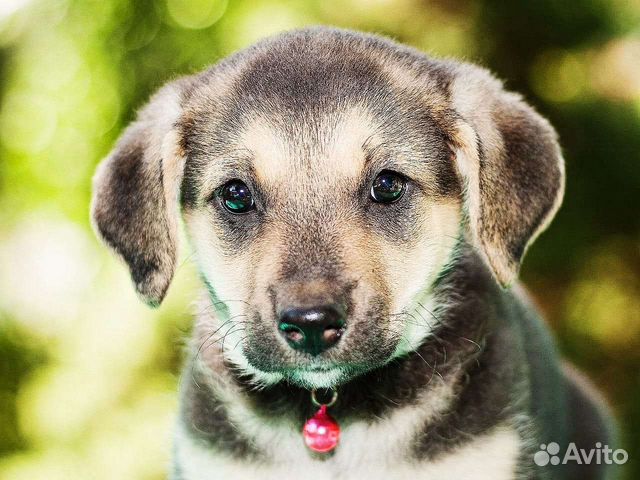 Малыш ищет дом