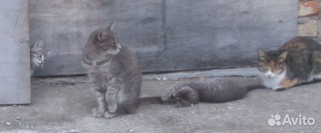 Милые котятки ищут хозяев