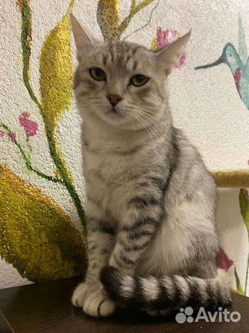 Кот в добрые руки