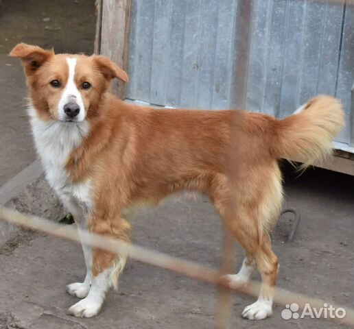 Собака в добрые руки