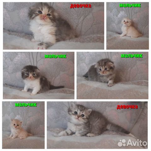 Шотландские котята