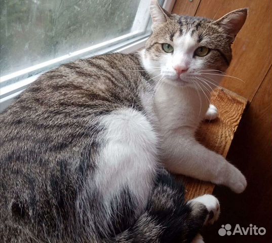 Котик