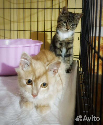 Миу-миу-миу Котята ищут семью