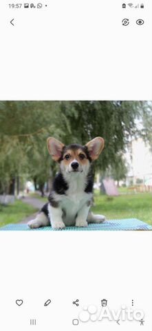 Коржедетка