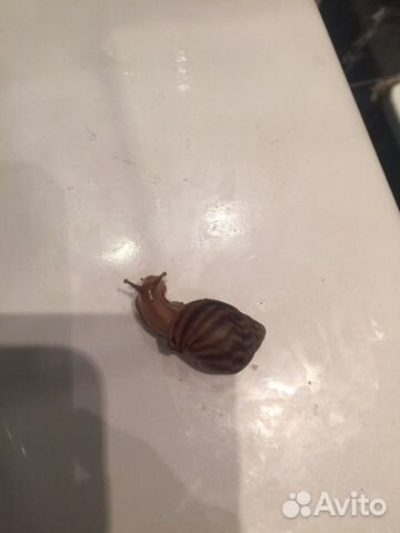 Улитка маленькая ахатина