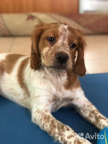 Щенок Эпаньоль Бретона