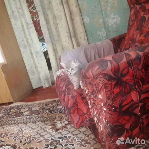 Котята пародистые